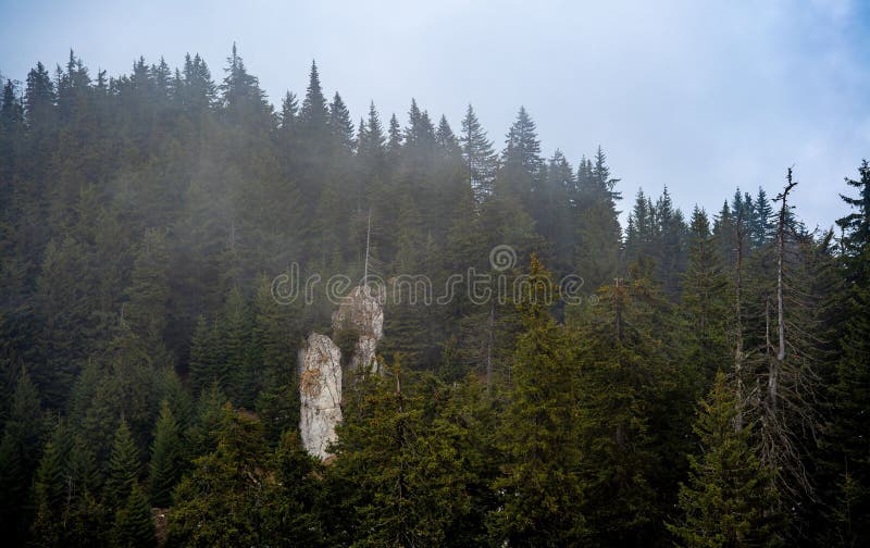 Misty Forest with Rocky Formations. Stock Photo - Image of greenery ...