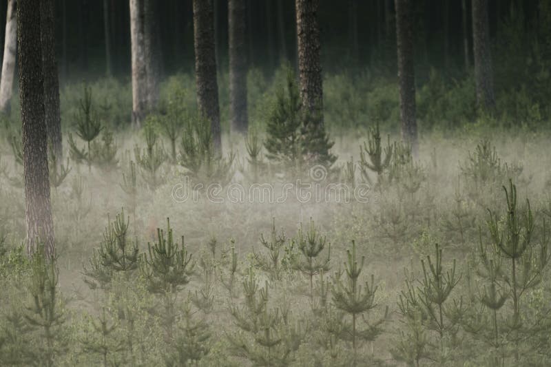 Misty Forest Scene during Cold Sunrise Stock Photo - Image of forest ...