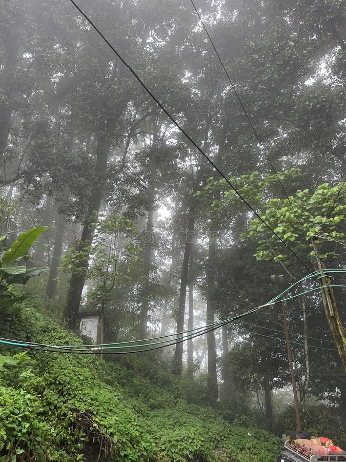 Misty Forest Scene with Lush Greenery and Electric Wires Stock Photo ...