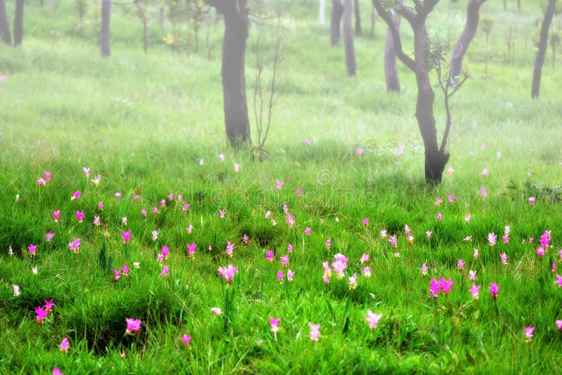 Misty Forest with Siam Tulip Flowers Stock Image - Image of garden ...