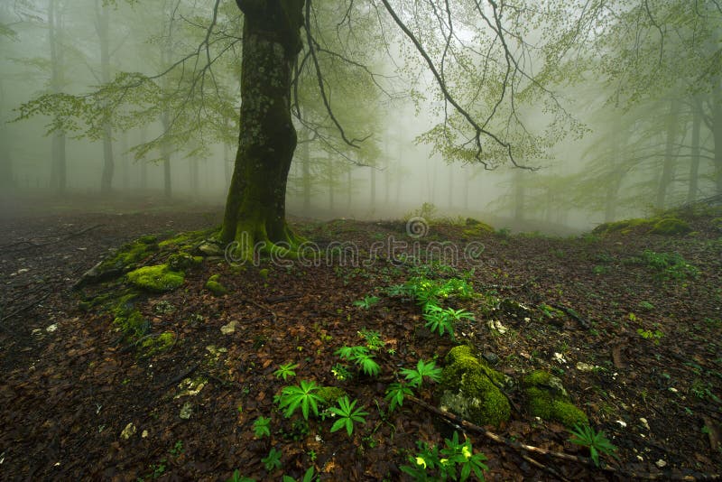 Misty forest stock image. Image of color, ecology, natural - 32605585