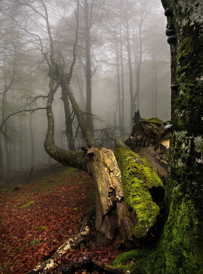 Misty forest stock photo. Image of light, natural, mountain - 34745674