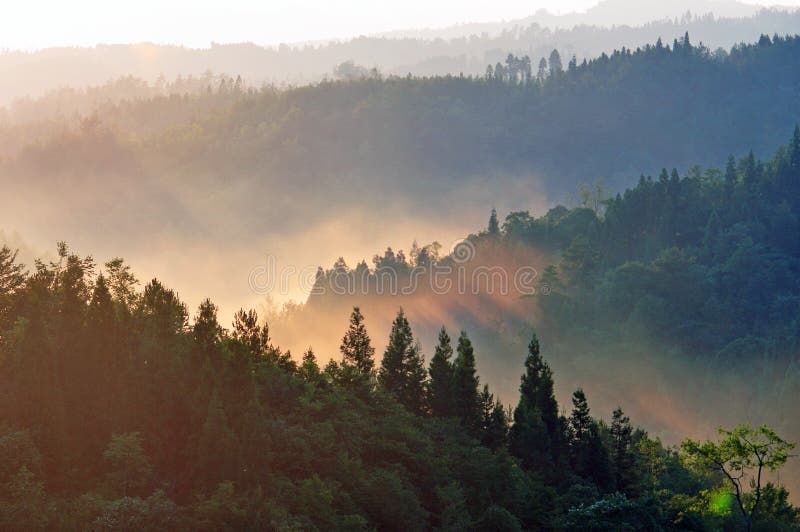 Misty Forest at Sunrise stock image. Image of dramatic - 109295245