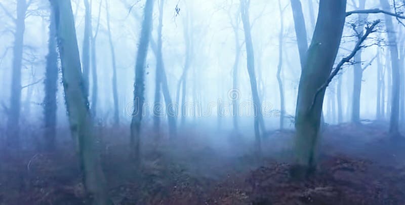 Misty Forest. Trees Forests Nature Backgrounds Stock Photo - Image of ...