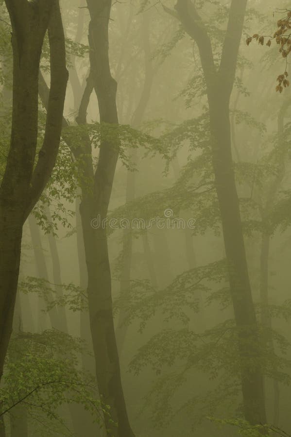 Misty forest trees stock image. Image of forest, plant - 40237187