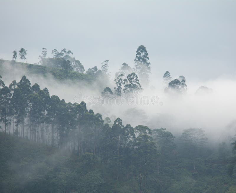 Misty forrest stock image. Image of tree, landscape, morning - 91537597