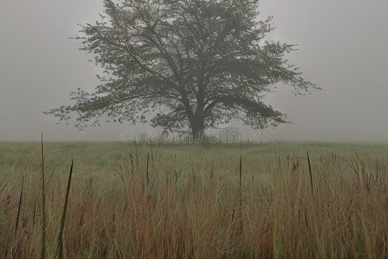 Desolate Tree in a Misty Field Stock Illustration - Illustration of ...