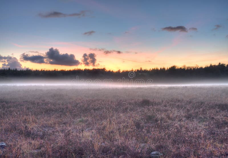 Misty heath stock photo. Image of foggy, forest, landscape - 27764798