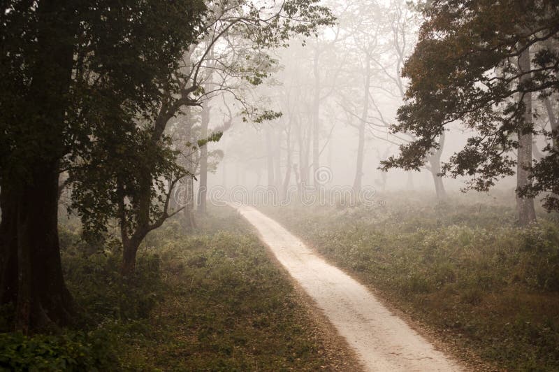 Into jungle path stock image. Image of jungle, holidays - 22001233