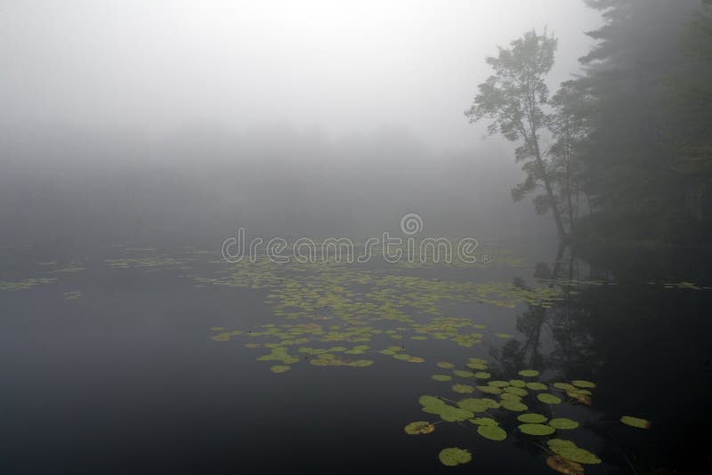 Misty lake stock photo. Image of state, trees, pads, lake - 5715048