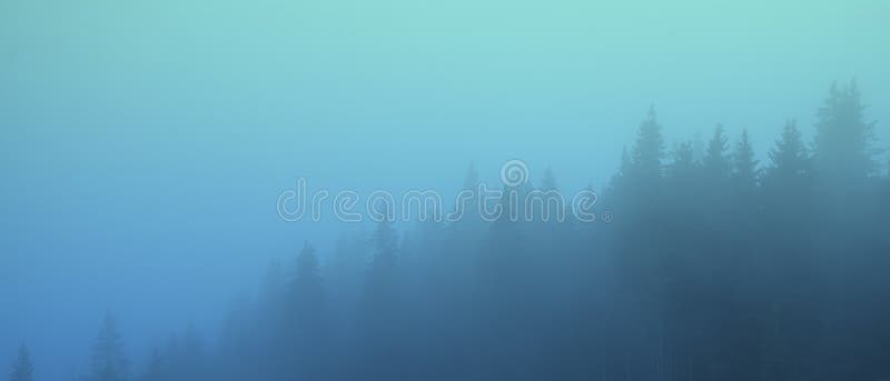 Misty Landscape with Fir Forest Covered in Blue Fog Stock Image - Image ...