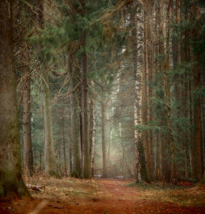 Misty Landscape with Forest at Early Morning Stock Photo - Image of ...