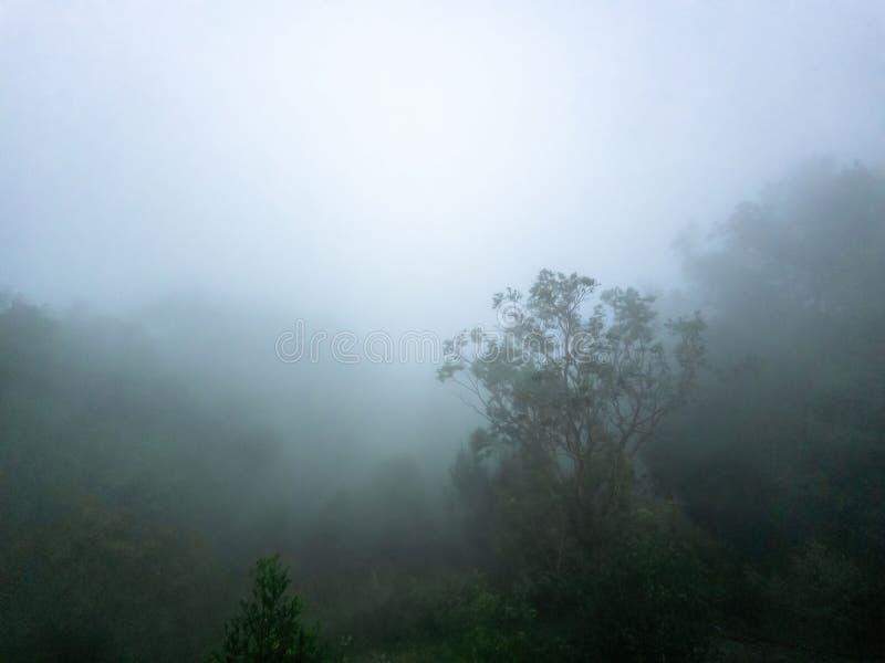 Misty Landscape with Fir Forest in Daytime. Stock Photo - Image of ...