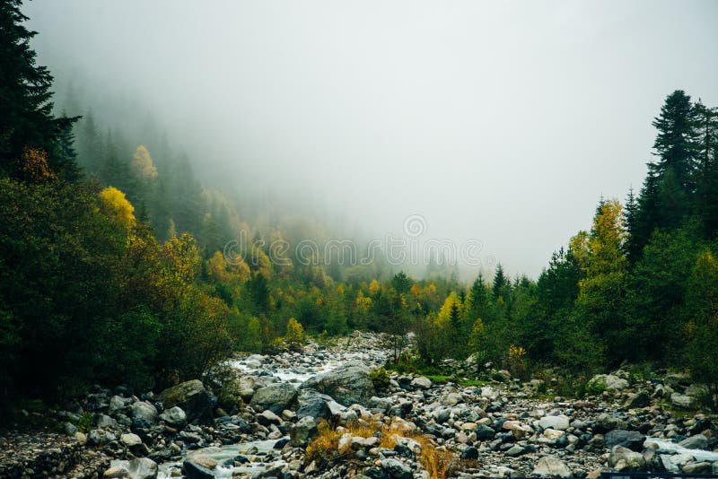 Misty Landscape with Spruce Forest in Hipster Vintage Retro Style Stock ...