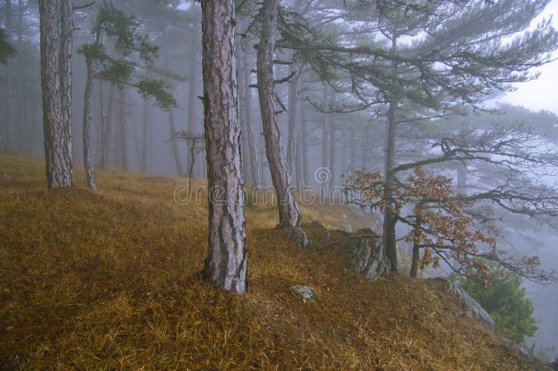 Misty light stock image. Image of damp, branches, forest - 8260915