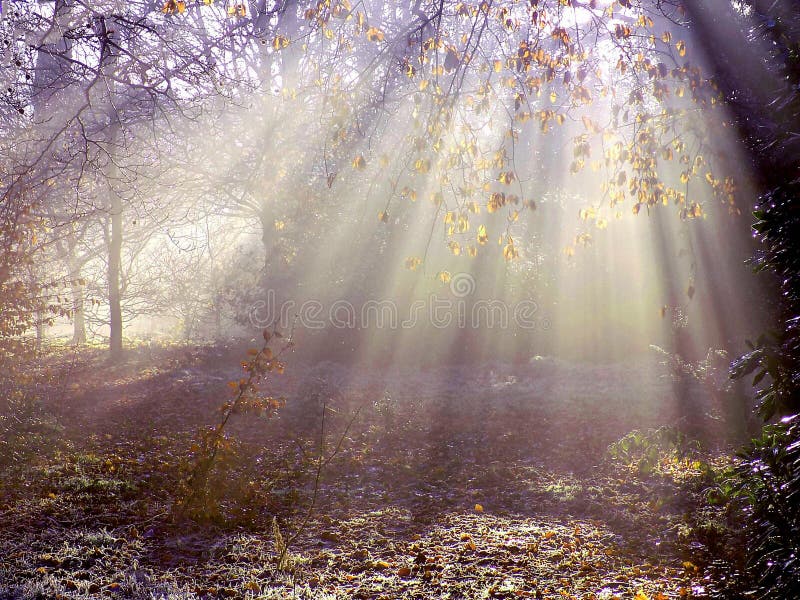 Misty light rays in autumn stock image. Image of woodland - 109697479