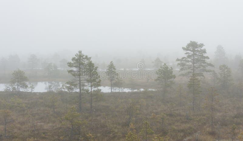 Misty marsh landscape stock photo. Image of mist, water - 31825170