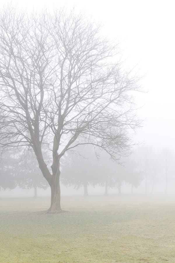 Misty Meadow with Leafless Maple Tree Stock Photo - Image of mysterious ...