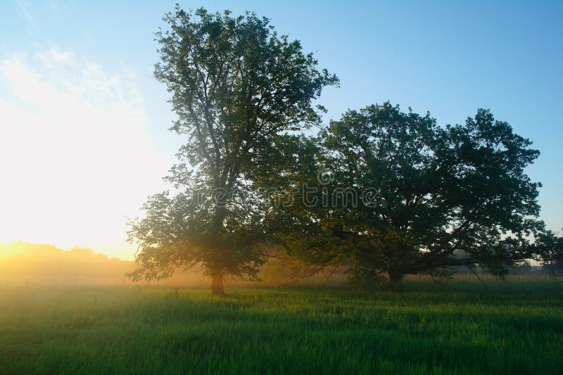 Misty Meadow Spring at Sunrise Stock Image - Image of green, landscape ...