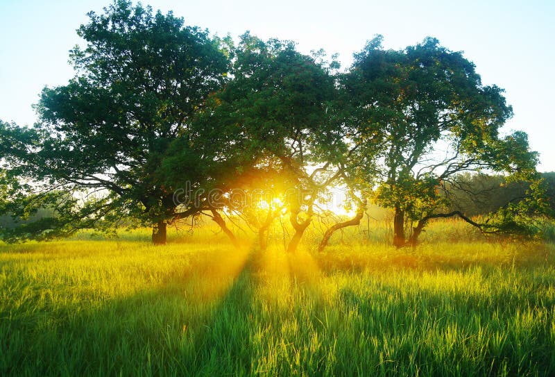 Misty Meadow Spring at Sunrise Stock Image - Image of orange, leaves ...