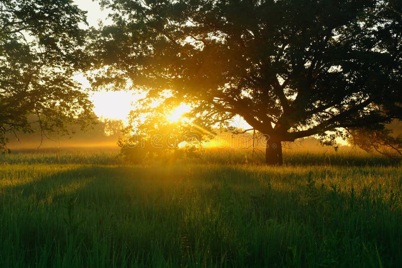 Misty Meadow Spring at Sunrise Stock Photo - Image of foliage, branches ...