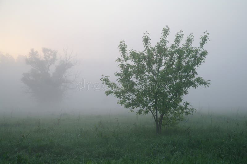 Misty Meadow Spring at Sunrise Stock Photo - Image of land, nature ...