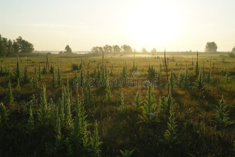 Misty Meadow Spring at Sunrise Stock Image - Image of maple, fresh ...