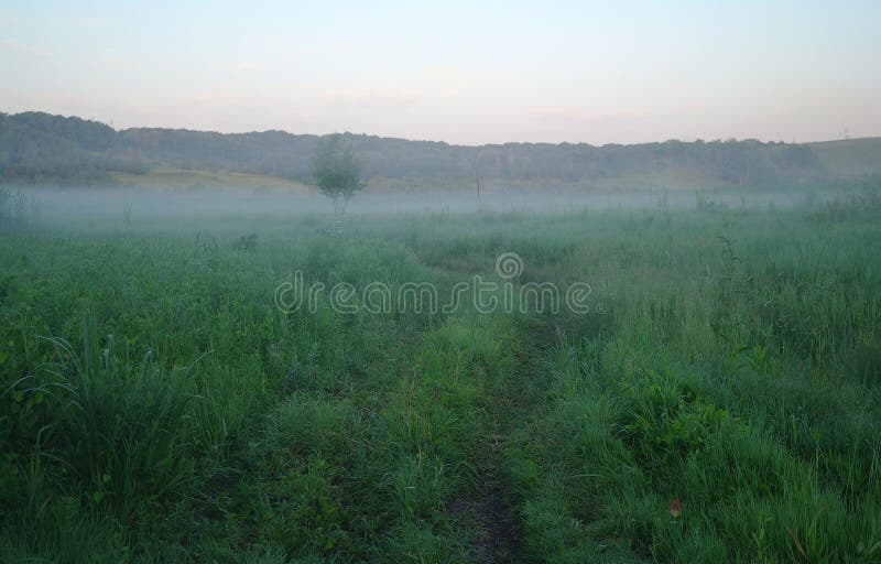 Misty Meadow Spring at Sunrise Stock Photo - Image of rural, leaves ...