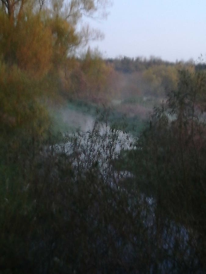 Misty stock photo. Image of nature, misty, outside, trees - 154339530