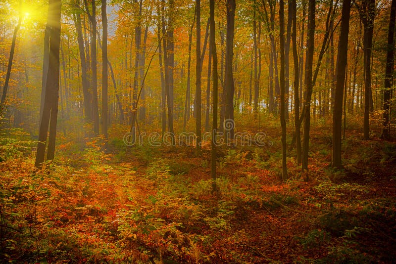 Autumn morning stock photo. Image of october, nature - 23658450