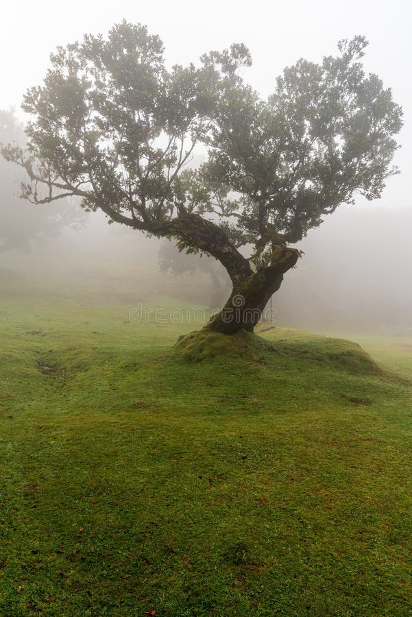 Misty Morning in Famous Fanal Forest in Madeira Stock Photo - Image of ...