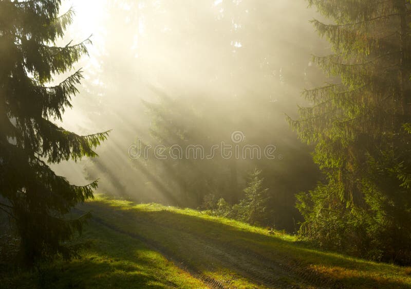 Misty Morning In The Forest Stock Photo - Image of peace, natural: 16525314