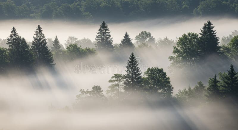 Misty Morning Forest Landscape with Sunlight Rays Stock Illustration ...
