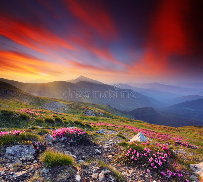 Misty morning stock photo. Image of cloud, nature, forest - 88688030