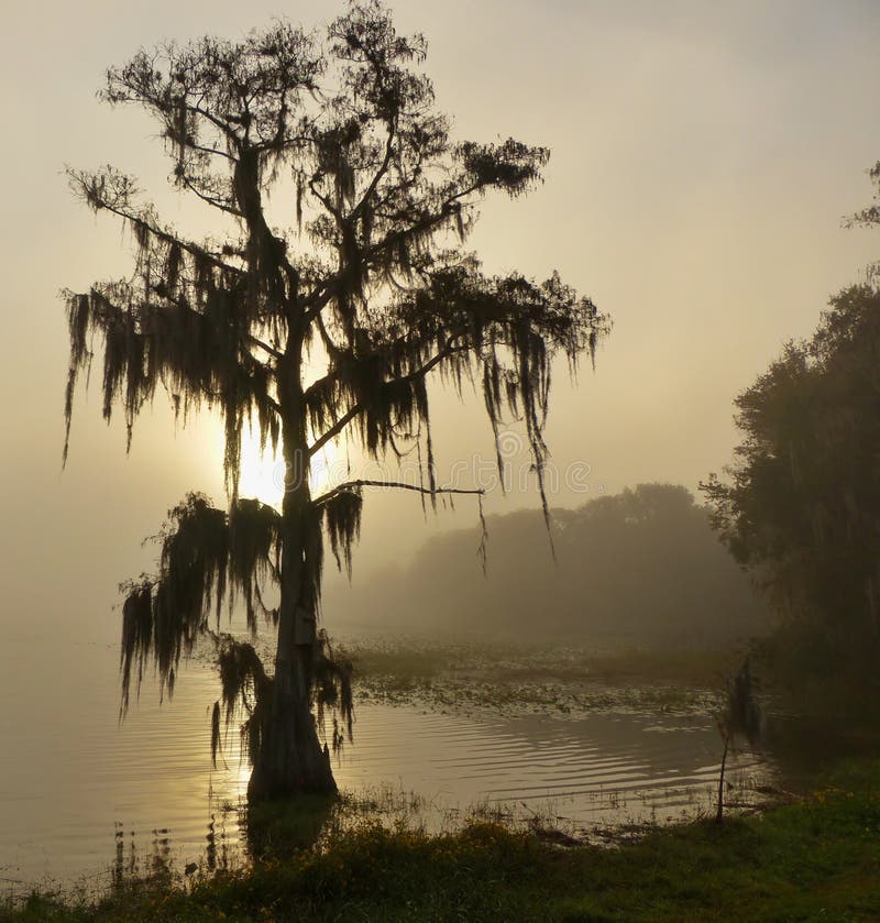 Misty Morning Light stock photo. Image of misty, tree - 64361888
