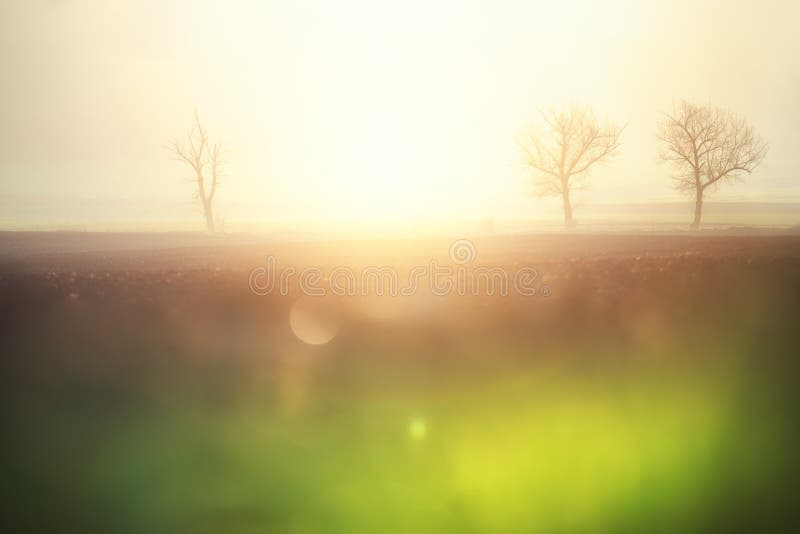 Misty Morning with Maple Trees in the Background Stock Photo - Image of ...