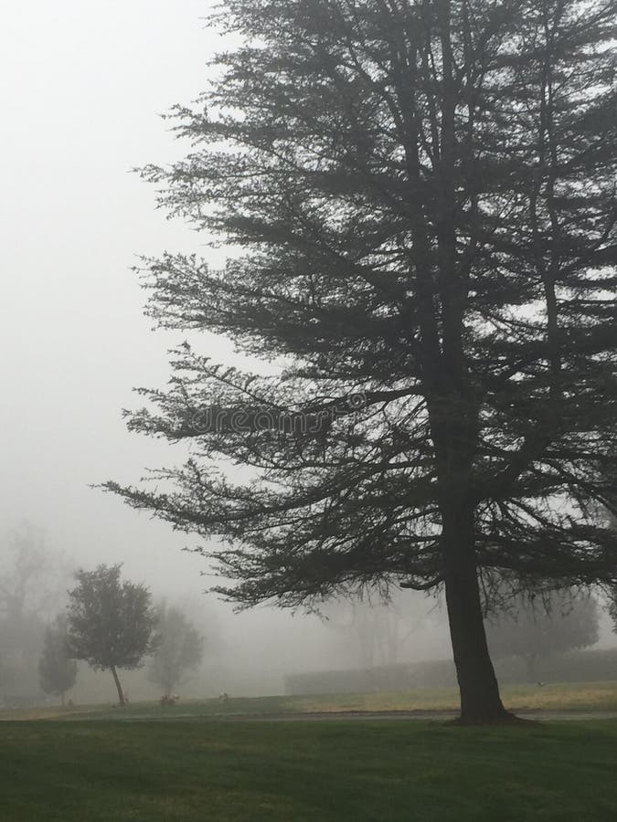 Misty Morning Oak stock image. Image of dawn, light, sunrise - 3265765