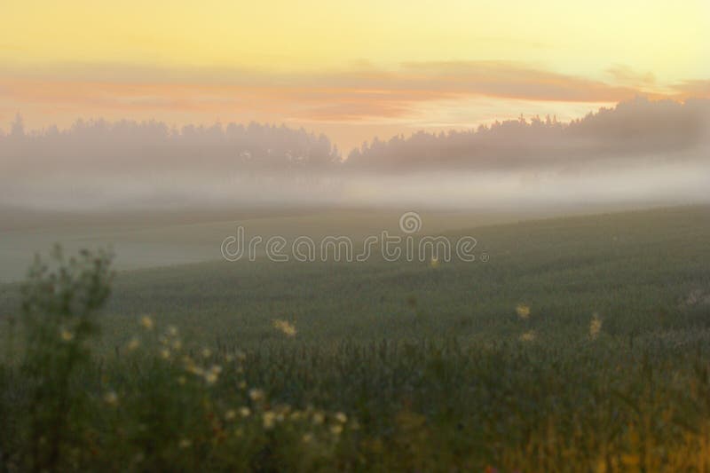Misty Morning Over Fields with Yellow Sky Stock Image - Image of misty ...
