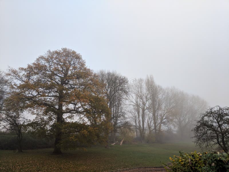 Misty Morning in the Park with Trees Stock Photo - Image of morning ...