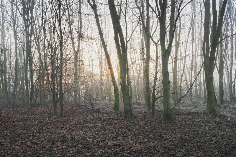 Misty Morning Sunlight Lights Up Tall Thin Trees from Behind Stock ...