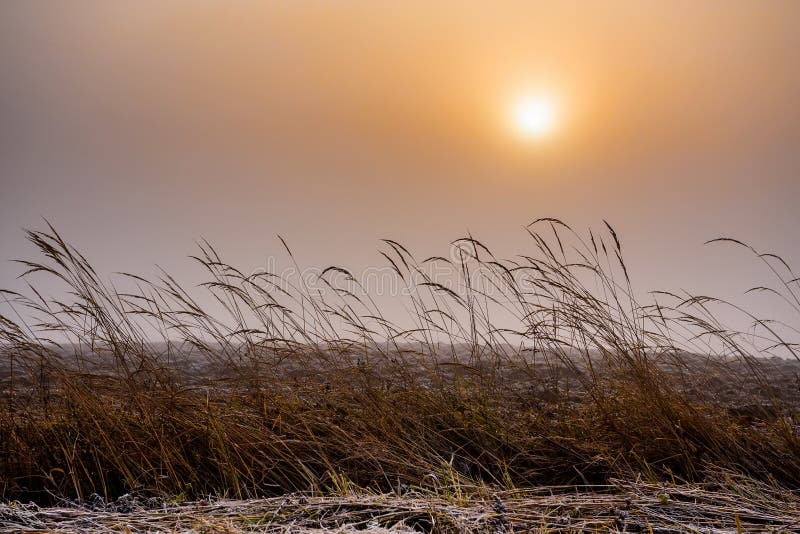 Misty Morning Sunrise Over Grass Stock Image - Image of morning, flora ...