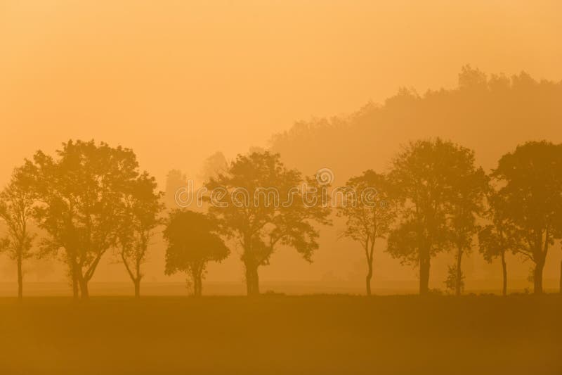 Misty morning tree stock photo. Image of daybreak, landscapes - 13720522
