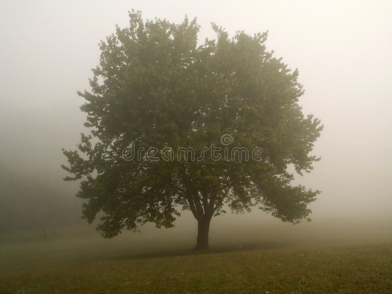 Misty Morning Tree stock image. Image of quiet, alone, nature - 266985