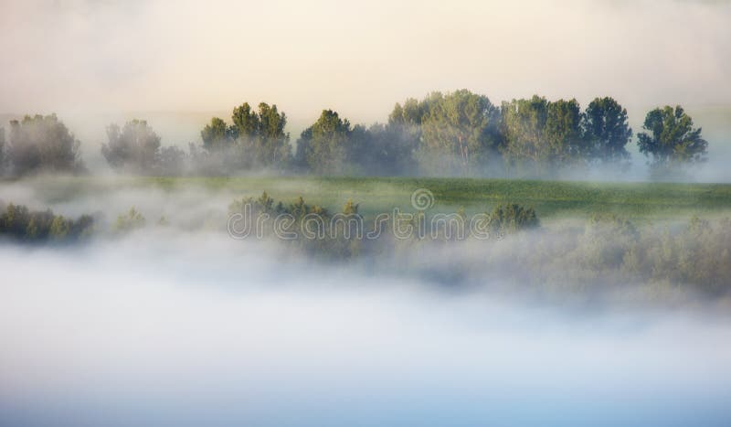 Misty Morning with Tree, Landcape Stock Photo - Image of outdoor ...