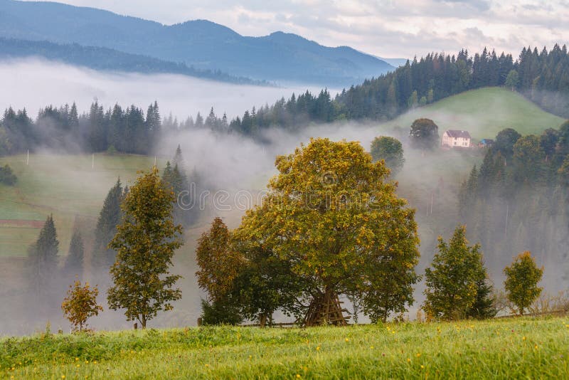 Misty Morning with Trees in the Foreground Stock Photo - Image of ...