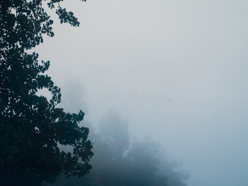 Misty Morning. Trees in Morning Mist. Foggy Forest. Copy Space Stock ...