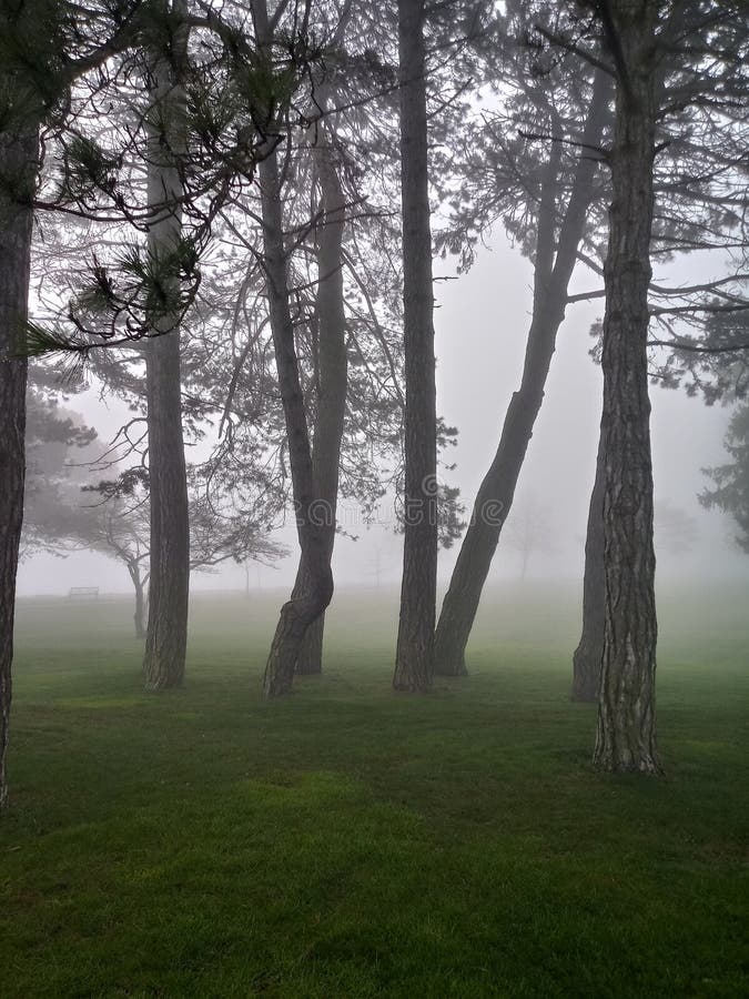 The Walk and the Big Trees at Sunset. Stock Image - Image of view ...