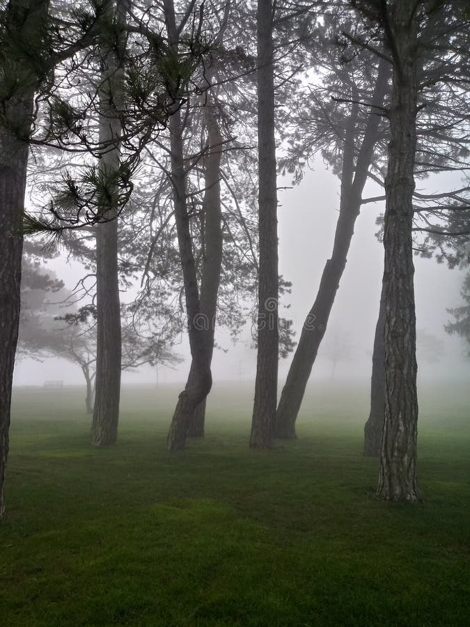Misty Morning Walk through the Trees Stock Image - Image of freezing ...