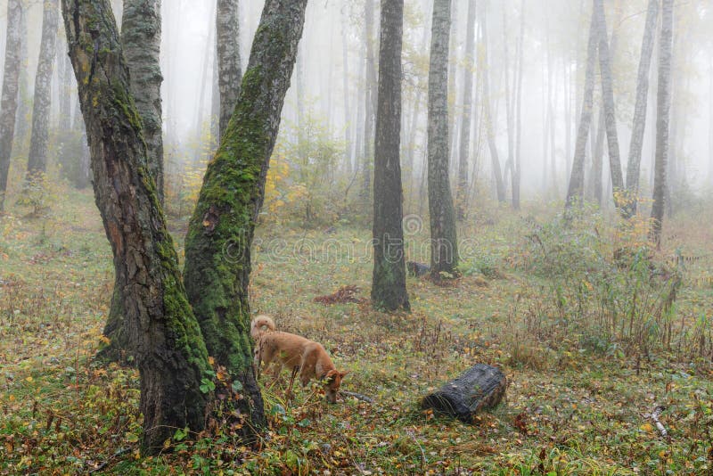 Misty Morning in the Woods in the Fall. Morning, Autumn Stock Image ...