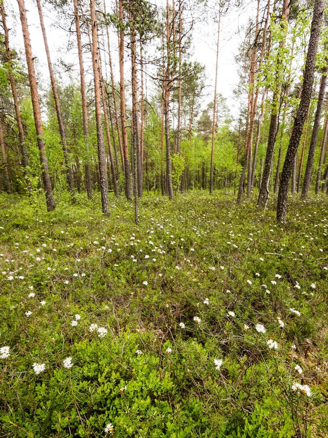 Misty morning in the woods stock photo. Image of fairy - 94083846